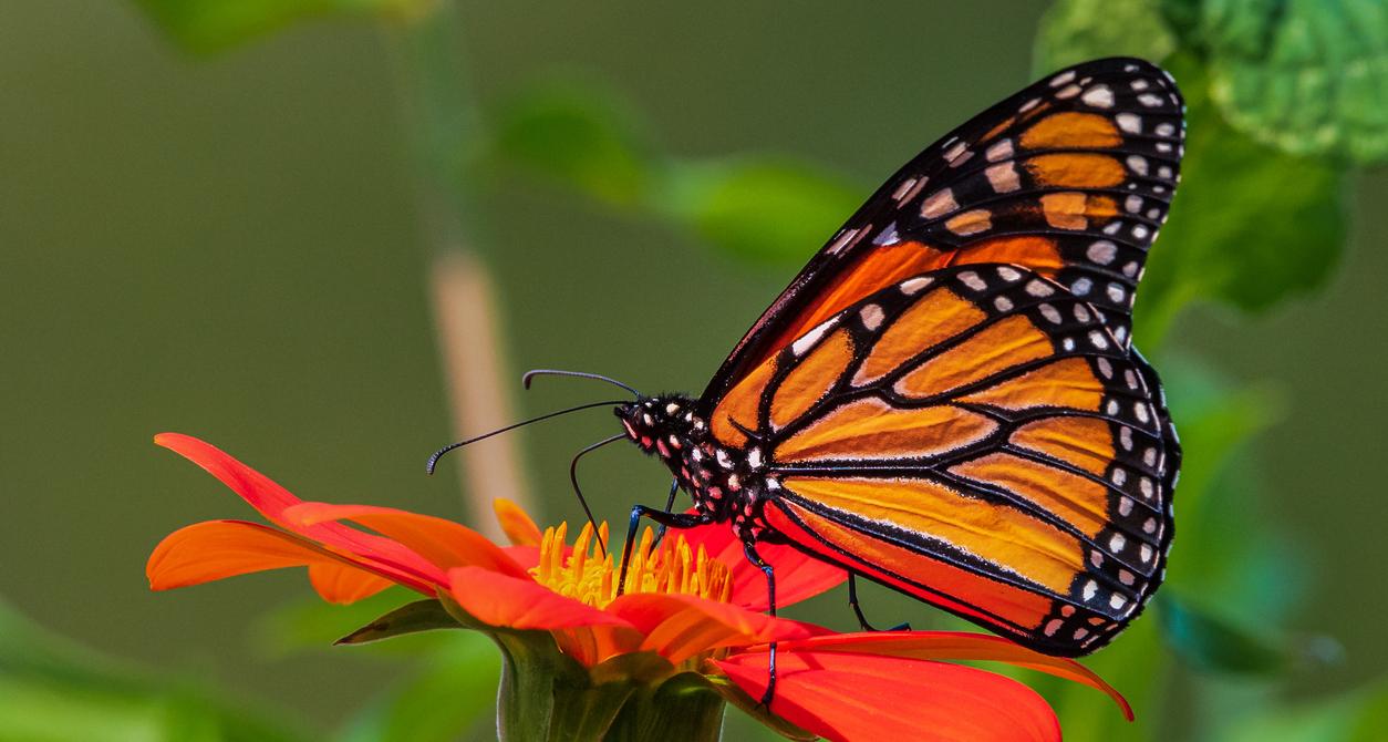 What Do Butterflies Eat? A Look Into Their Favorite Foods