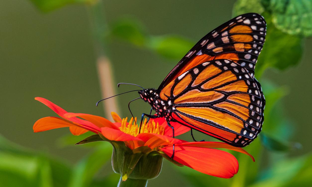 What Do Butterflies Eat? A Look Into Their Favorite Foods