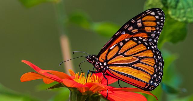What Do Butterflies Eat? A Look Into Their Favorite Foods