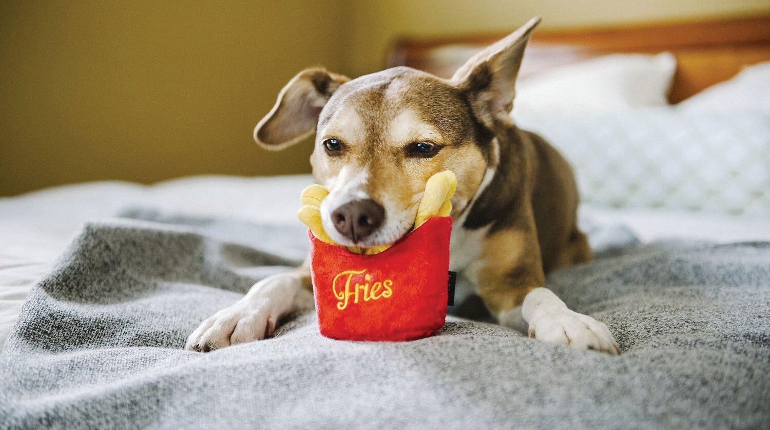 7 Eco-Friendly Products Perfect For Your Family Pet