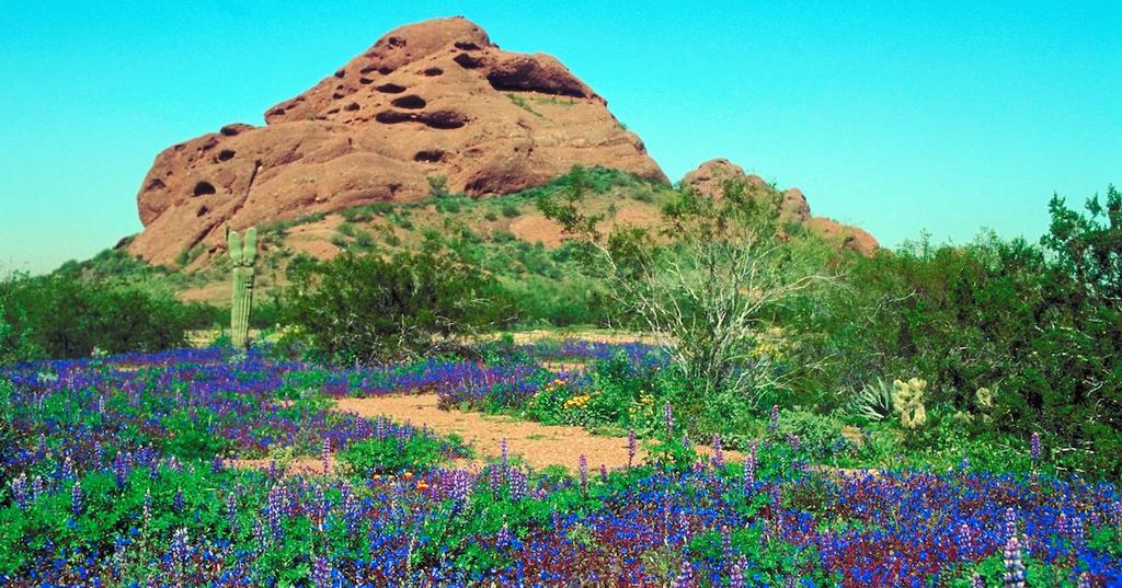 What Is Jojoba? Behind the Increasingly Popular Beauty Ingredient