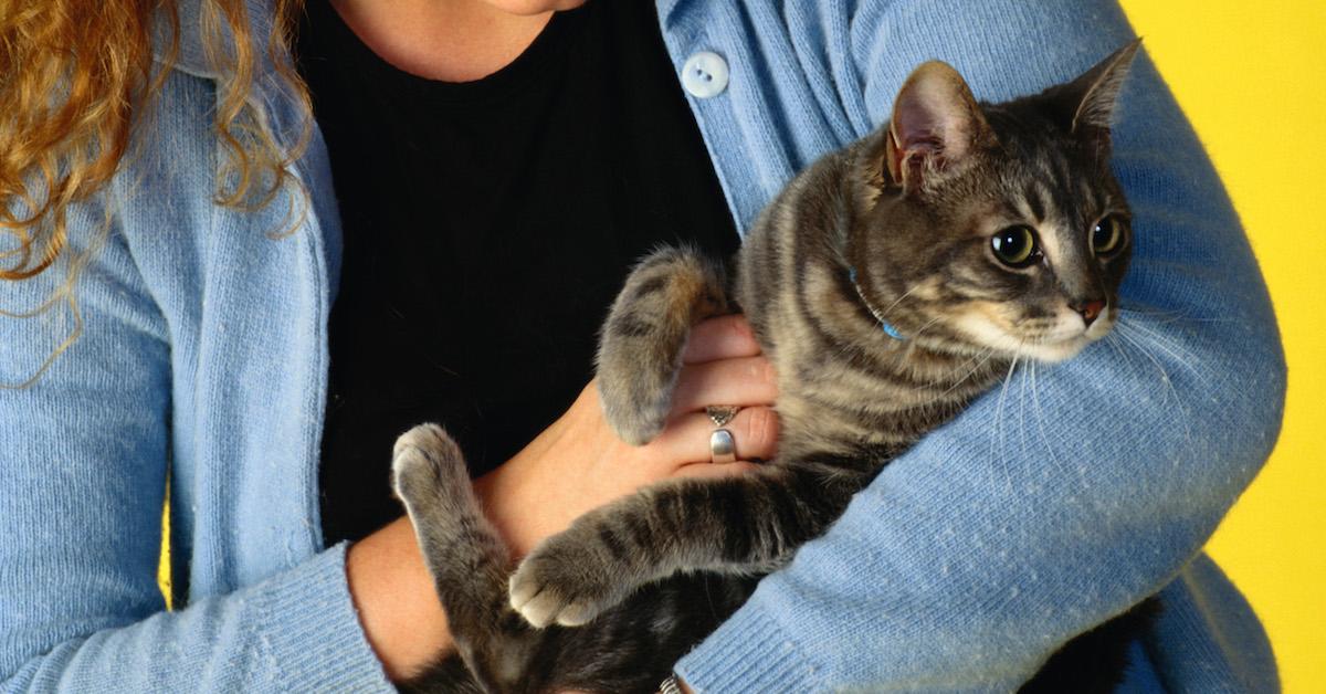 How to Get Your Cat Purring