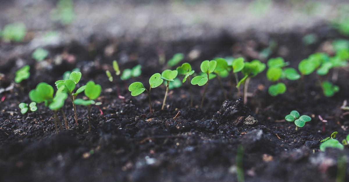 Plantagon Is Sweden's Revolutionary Indoor Farm