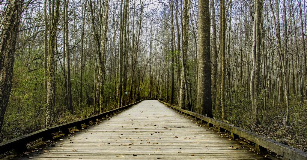 Immersive Treehouse Eco-Resort To Open In Singapore
