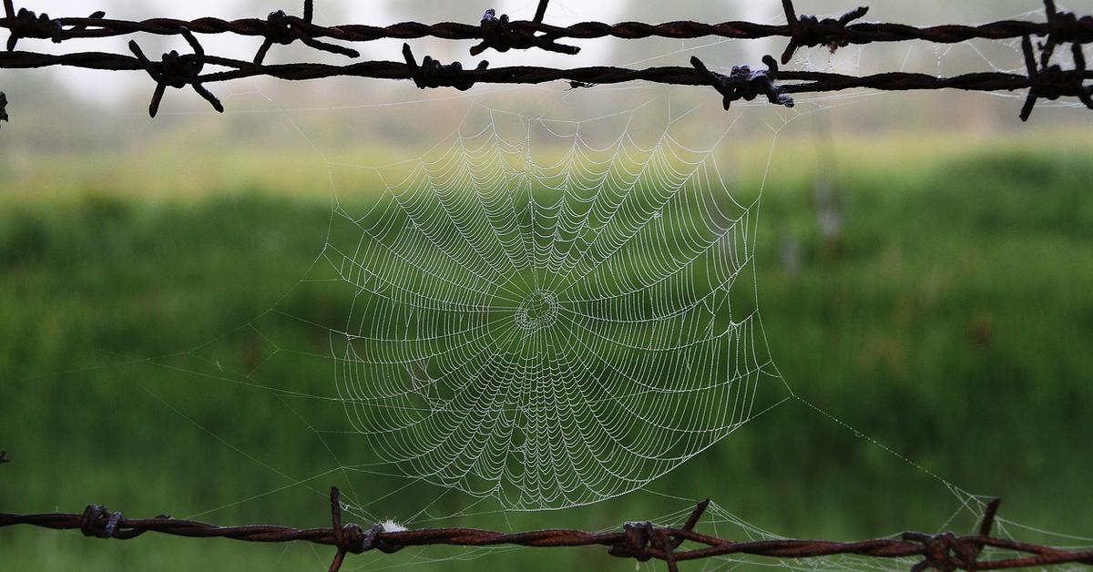 Is the Chernobyl Nuclear Disaster Causing Insect Mutations?