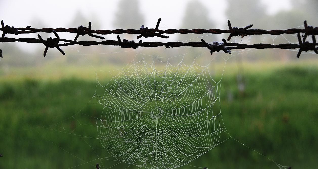 Is the Chernobyl Nuclear Disaster Causing Insect Mutations?