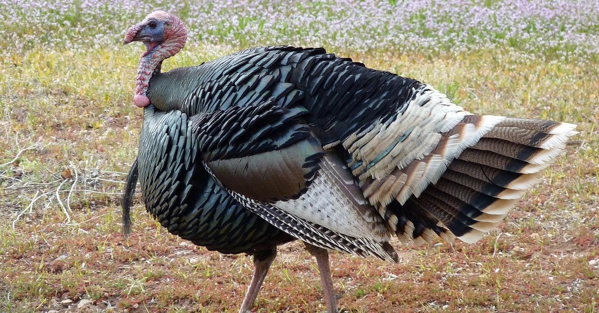 Scientists Are Turning Turkey Poop Into Fuel
