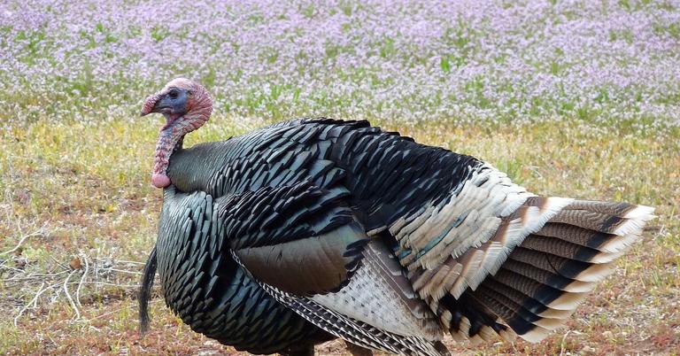 Scientists Are Turning Turkey Poop Into Fuel