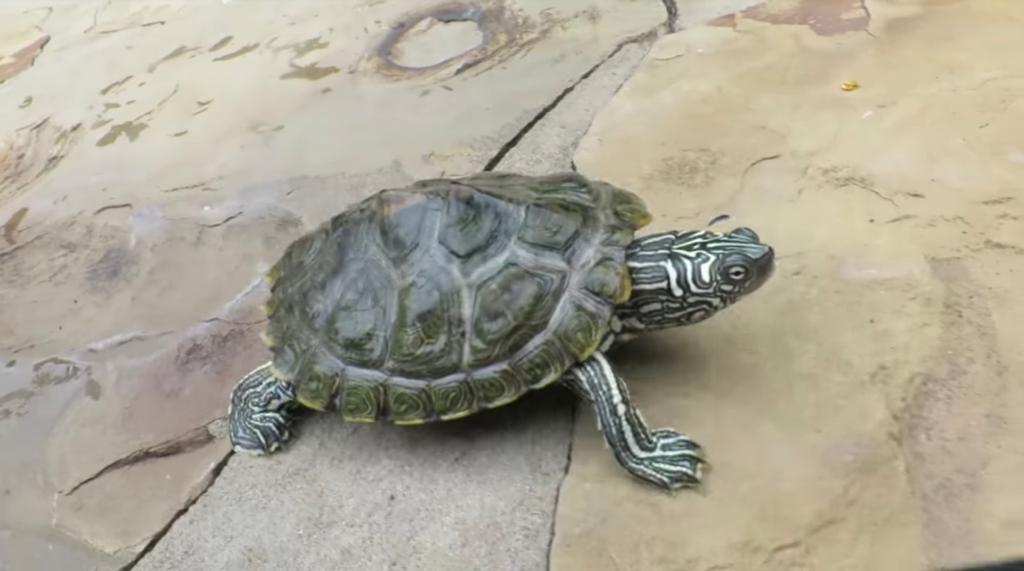 It's World Turtle Day — Here Are 10 Weird Turtles