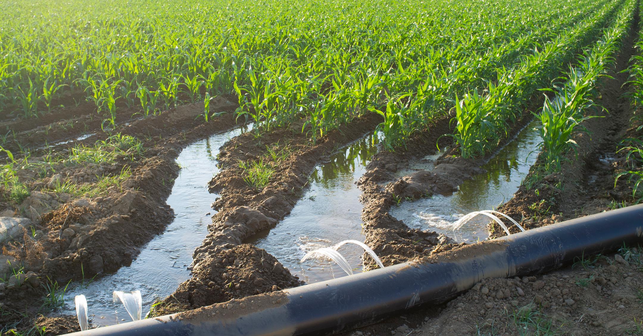 Furrow Irrigation Can Help Save Water, but What Is It Exactly?