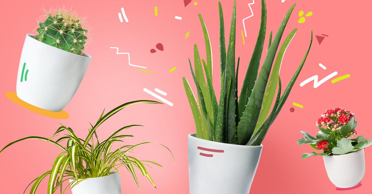 Here Are The 8 Best Houseplants For Every Personality