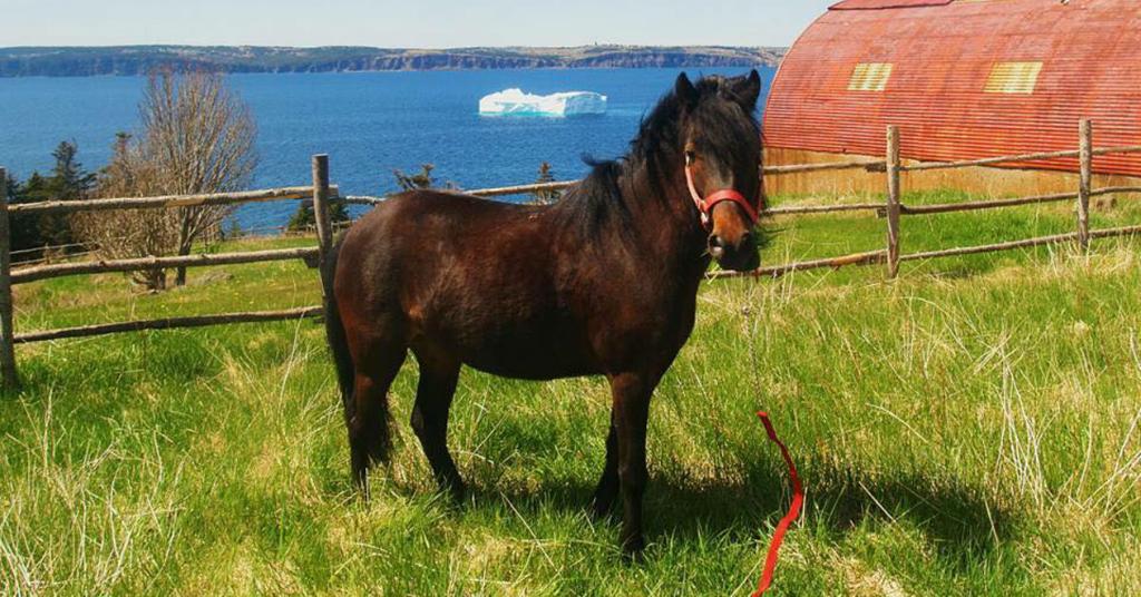Canada Adopts New Measure To Conserve Endangered Newfoundland Pony