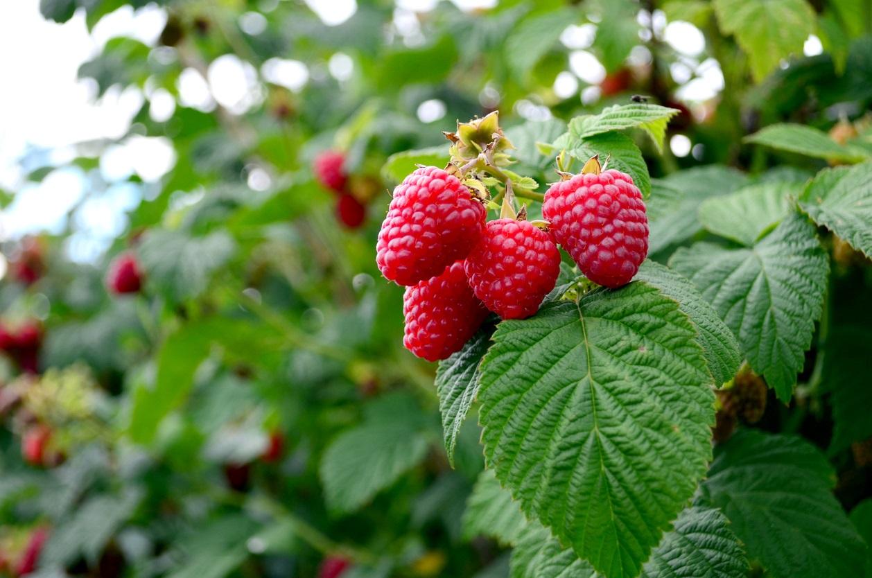 The Five Healthiest Summer Berries In The United States