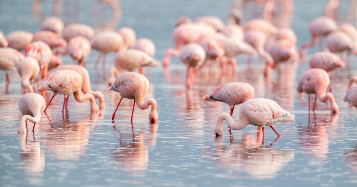 Pink Flamingos in Port Washington, Wisconsin, Stun Locals