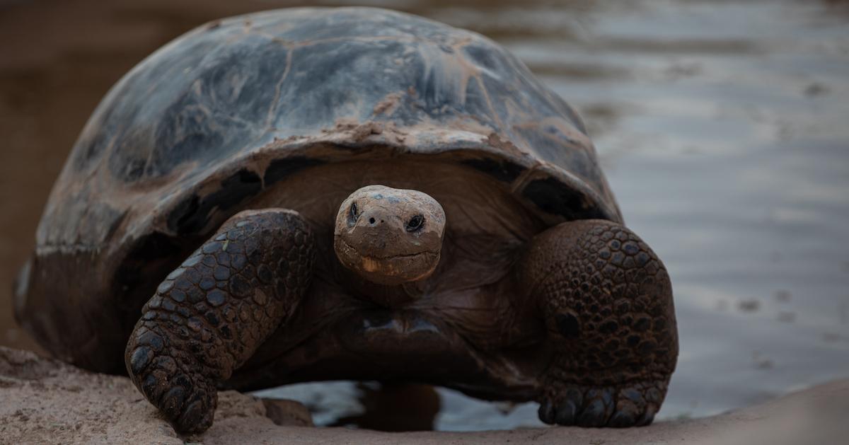 Four Endangered Giant Galápagos Tortoises Were Allegedly Poached for Meat