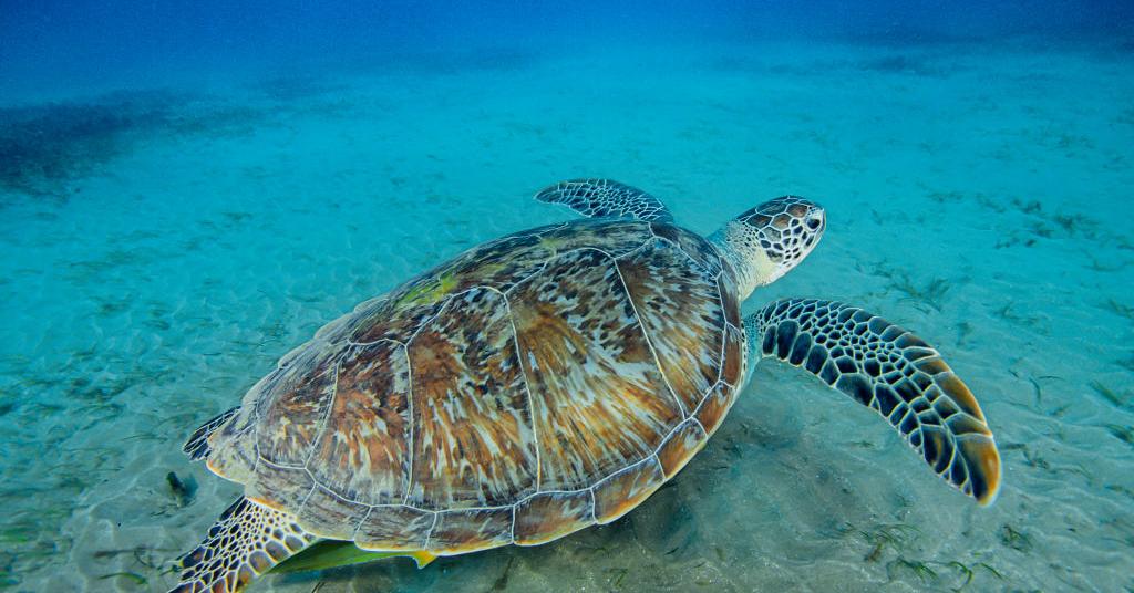 A Turtle Without Their Shell Is Likely Dead — or a Softshell Turtle