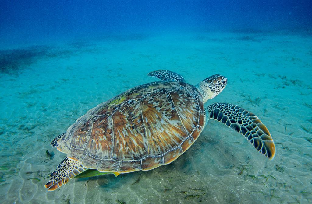 A Turtle Without Their Shell Is Likely Dead — or a Softshell Turtle