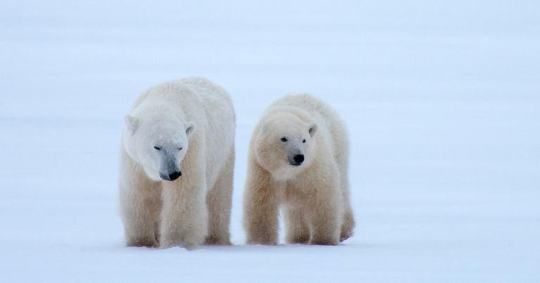 Polar Bear Week: Where to Donate, How to Watch Migration Live Stream