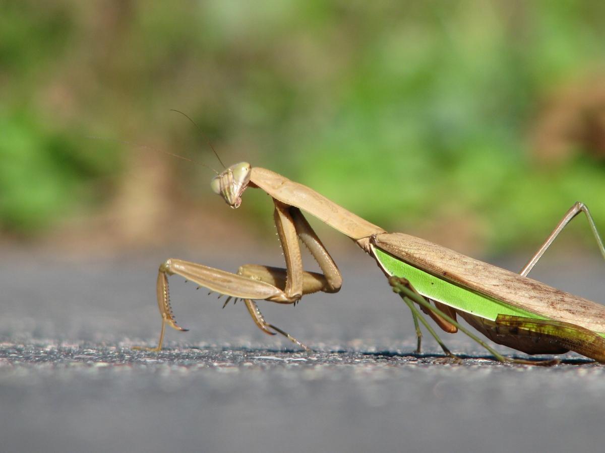 Are Praying Mantises Poisonous? A Guide to All Things Mantis