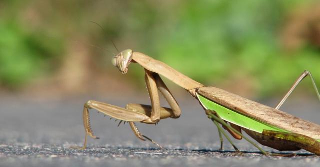 Are Praying Mantises Poisonous? A Guide to All Things Mantis