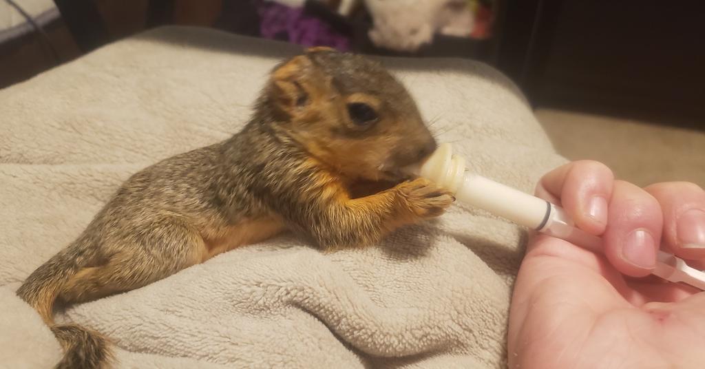 This TikTok Account Teaches Viewers How to Help Squirrels in Need