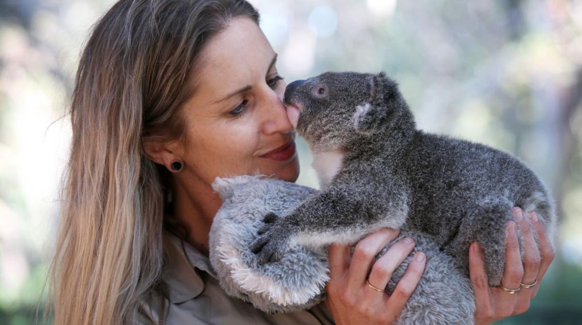 What Happens to Animals in Wildfires? Everything To Know