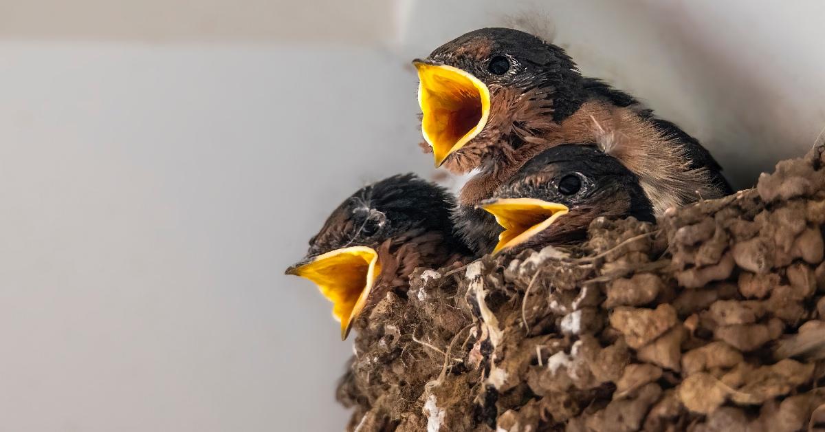 How to Feed a Baby Bird Without Causing Any Harm