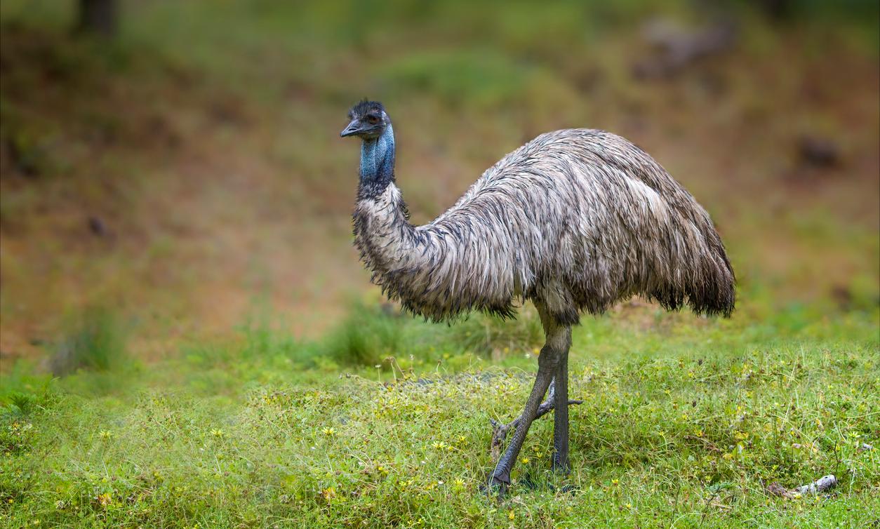 These Animals Cannot Physically Walk Backwards