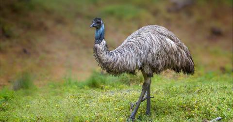 These Animals Cannot Physically Walk Backwards