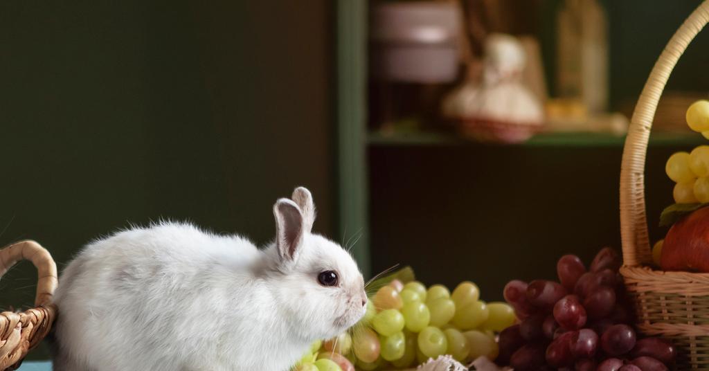Can Rabbits Have Grapes? Foods You Can (and Cannot) Feed Them