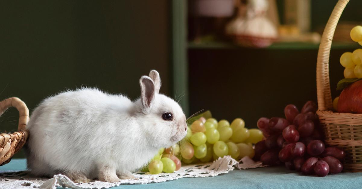 Can Rabbits Have Grapes? Foods You Can (and Cannot) Feed Them