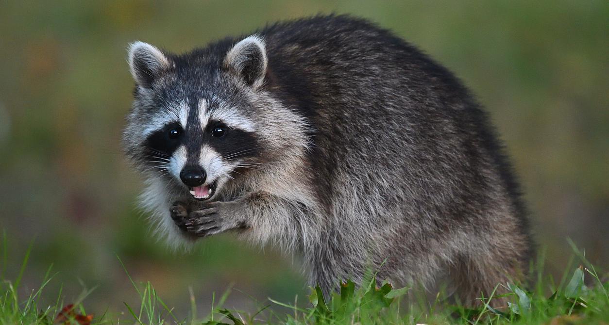 The Spiritual Meaning of Seeing a Raccoon in Your Life