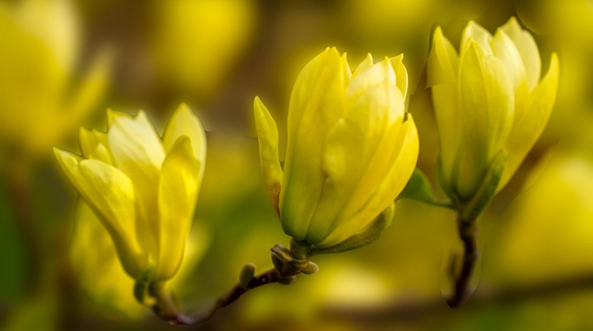 Magnolia Flower Meaning: Luck, Longevity, and Endurance