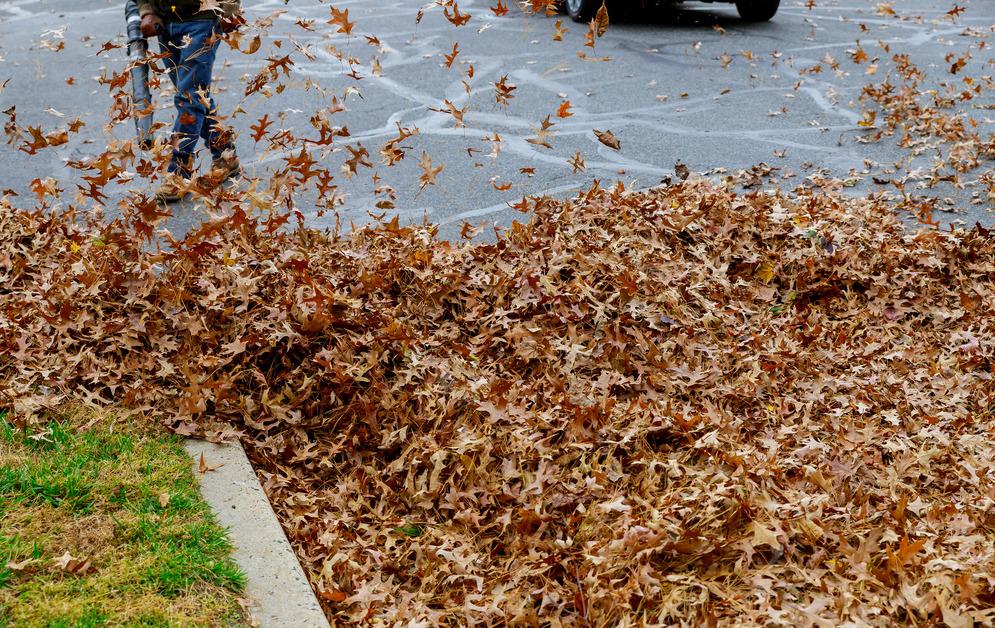 What to Do With Raked Leaves, Instead of Tossing Them in the Landfill