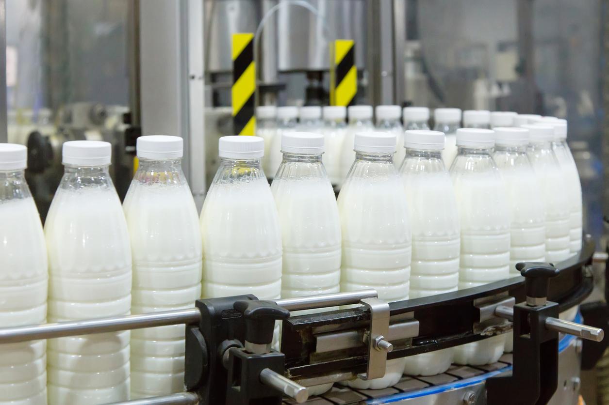 Behind Closed Doors, Milk Is Made in a Cruel Way