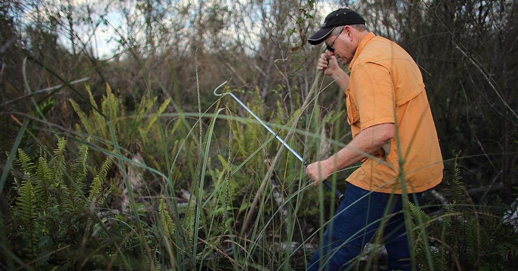 Longest Burmese Python Ever Caught in Florida