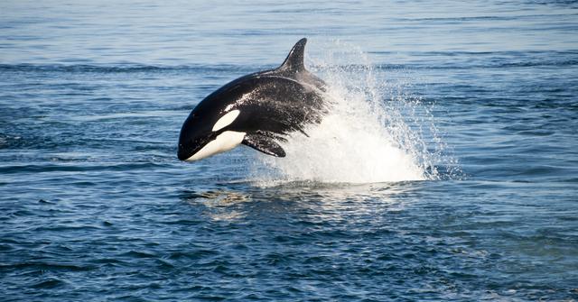 The Dark Side of SeaWorld and Animal Abuse