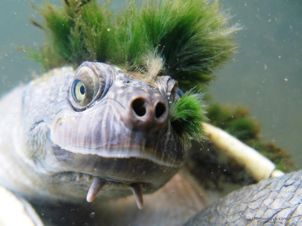It's World Turtle Day — Here Are 10 Weird Turtles