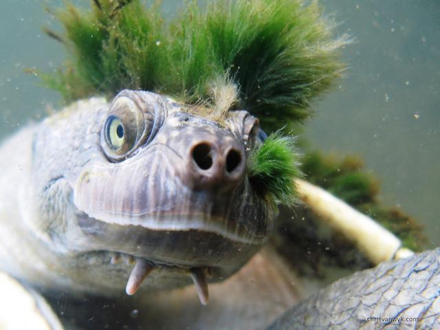 It's World Turtle Day — Here Are 10 Weird Turtles