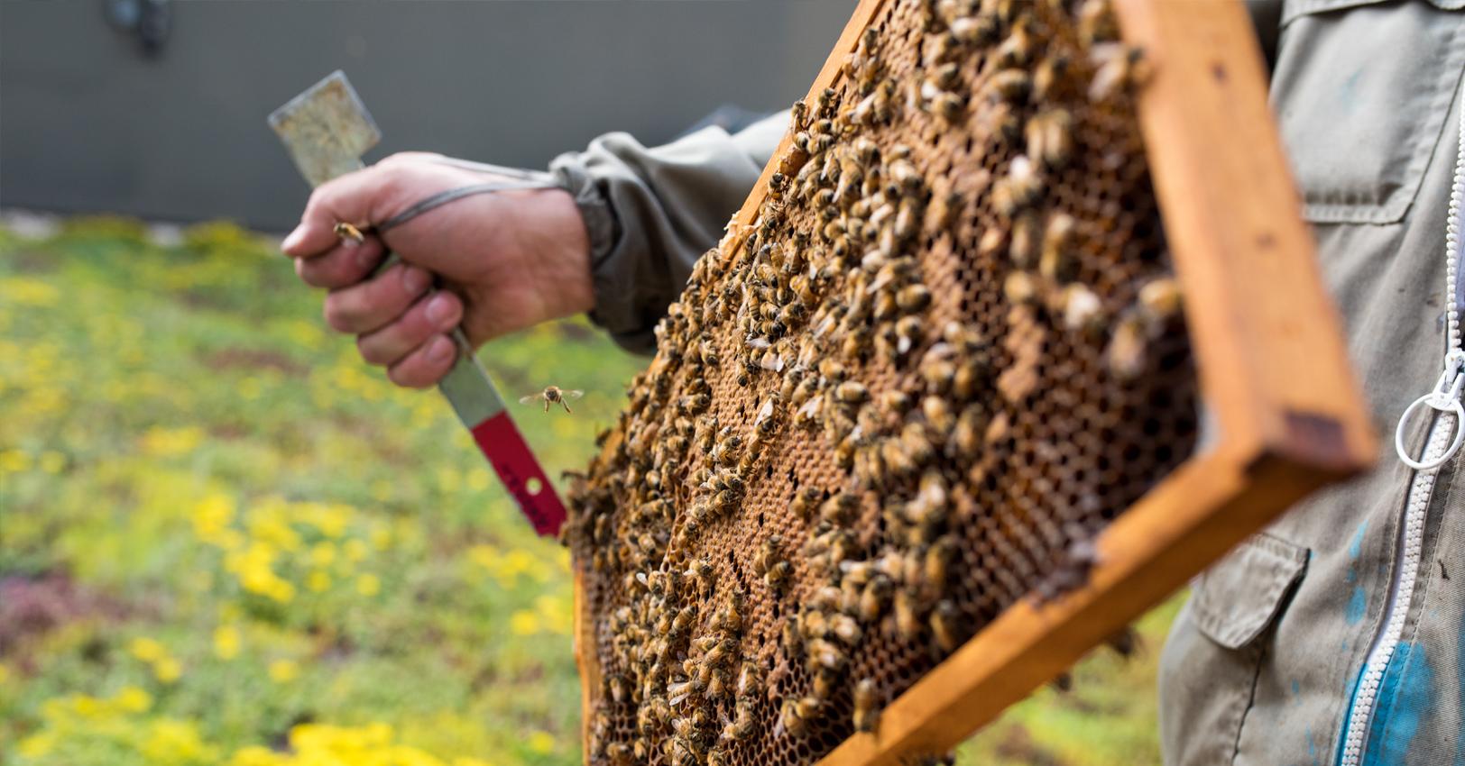 These Beekeepers Are Growing Hives On Rooftops And Their Own Backyards