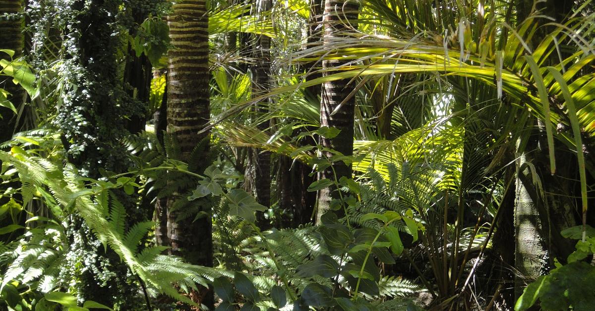 73 Million Trees Are Being Planted To Resurrect Brazil's Tropical Forests