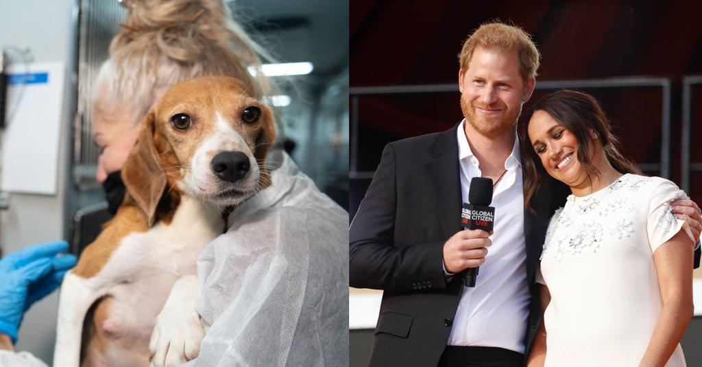 Meghan and Harry's New Dog: The Royal Couple Adopts Beagle