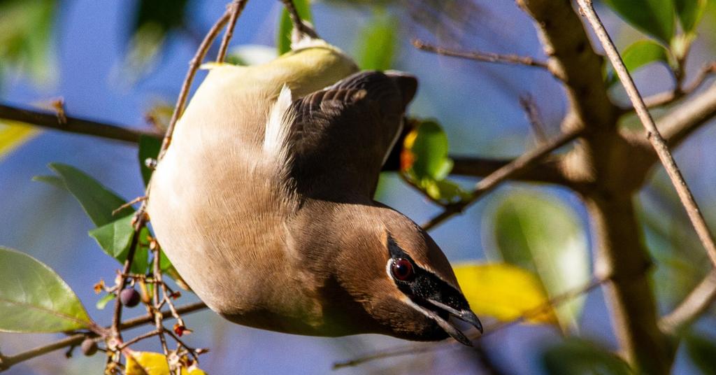 Your Guide to Fascinating Animals That Hang Upside Down