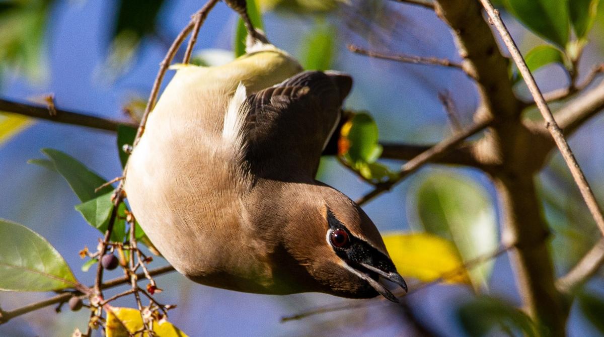 Your Guide to Fascinating Animals That Hang Upside Down