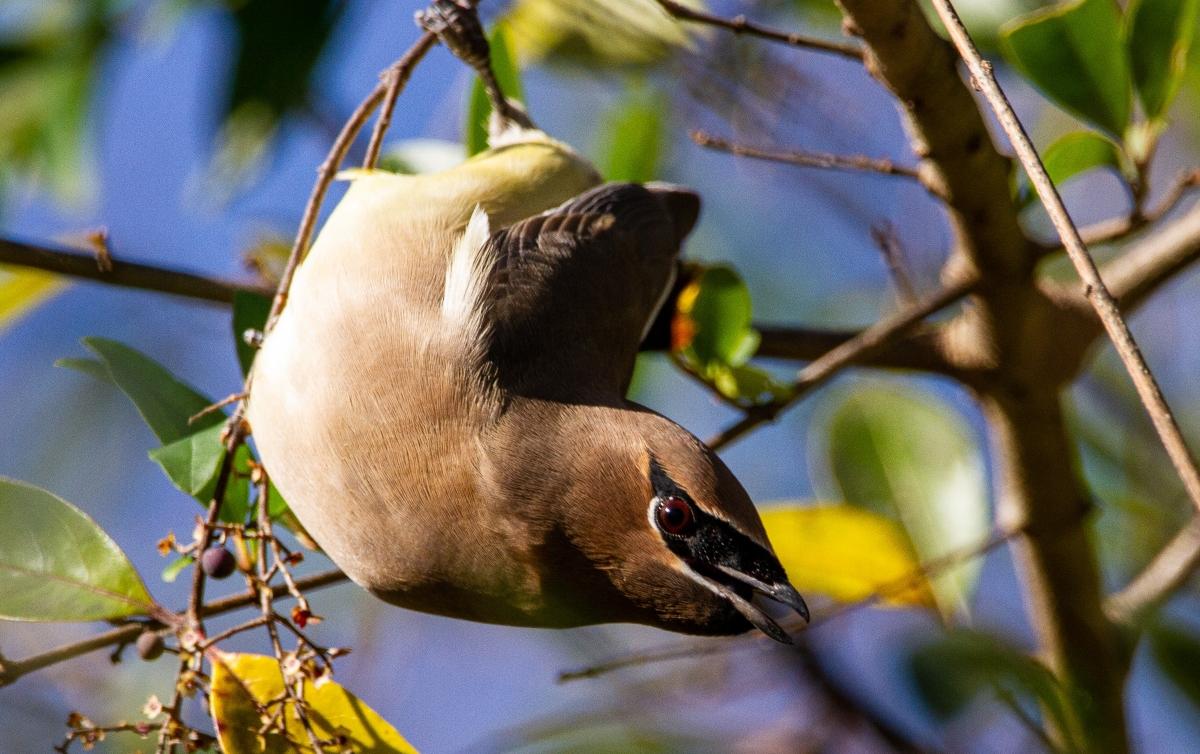 Your Guide to Fascinating Animals That Hang Upside Down