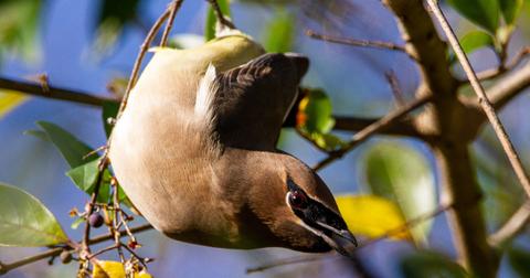 Your Guide to Fascinating Animals That Hang Upside Down
