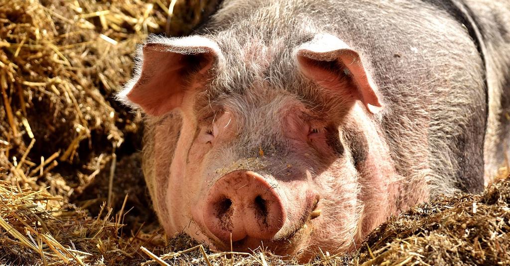 Vietnam Is Turning Pig Waste Into Biofuel To Reduce Its Carbon Emissions