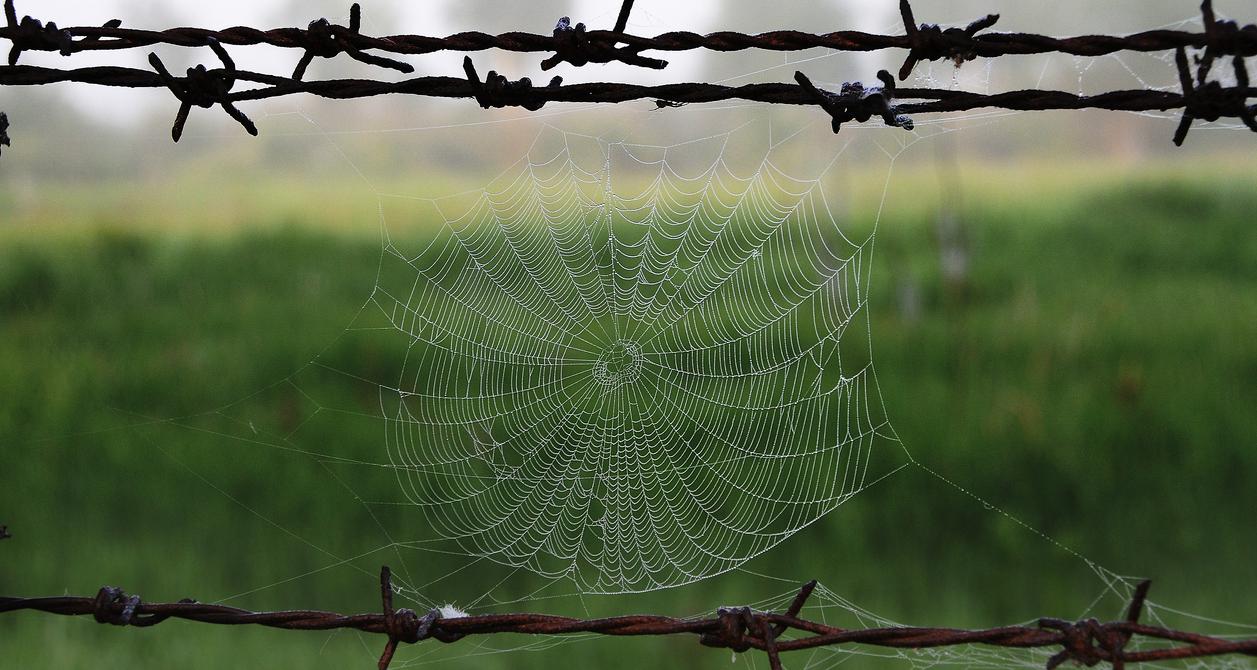 Is the Chernobyl Nuclear Disaster Causing Insect Mutations?