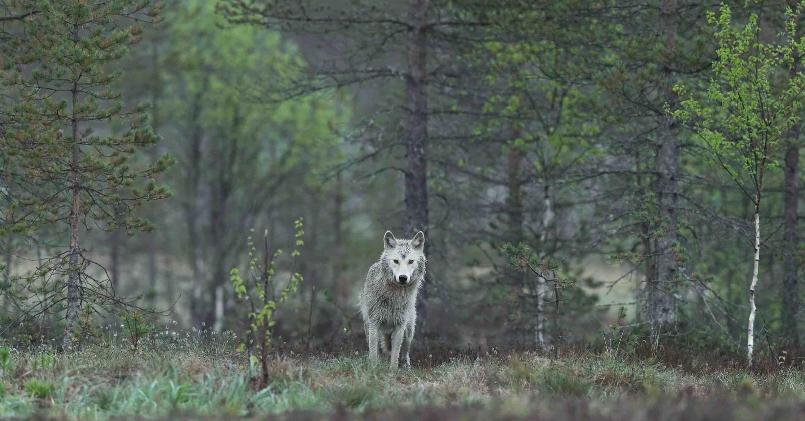 Man Caught Approaching Wolves in Yellowstone National Park