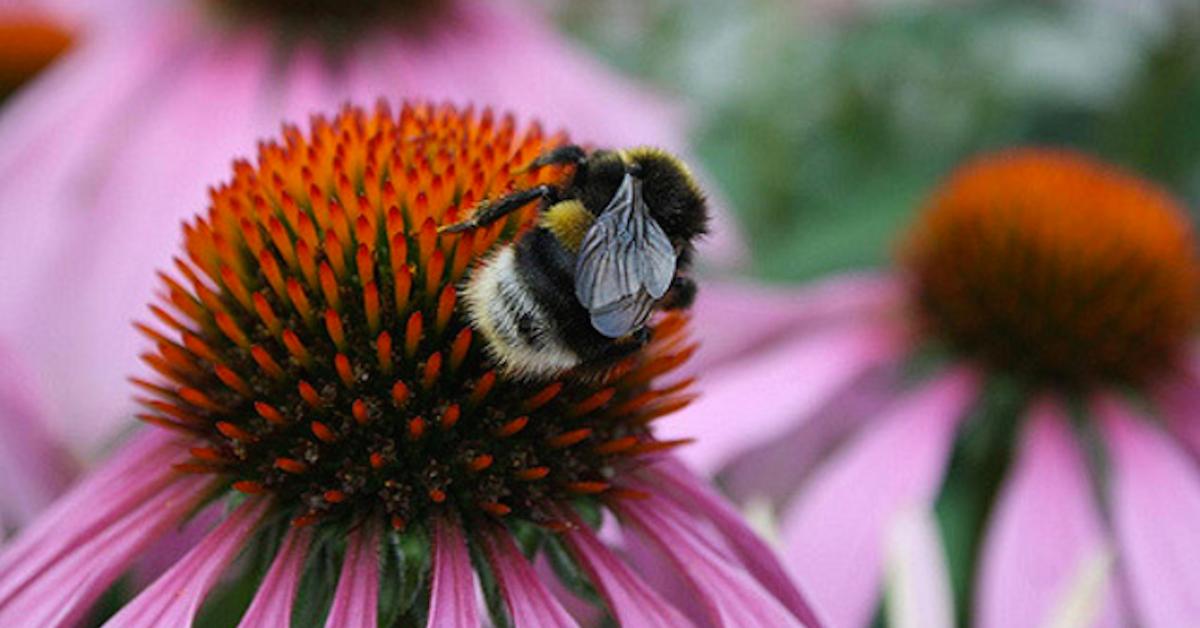 Oslo Creates "Bee Highway" to Encourage Biodiversity